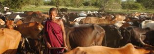 OIE Declares Global Eradication of Rinderpest Disease | News | SDG ...