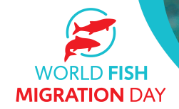 World Fish Migration Day Highlights Imperiled Migrations – SDG ...