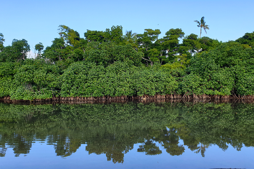Thematic Day Explores Role of Forests, Water in Biodiversity ...
